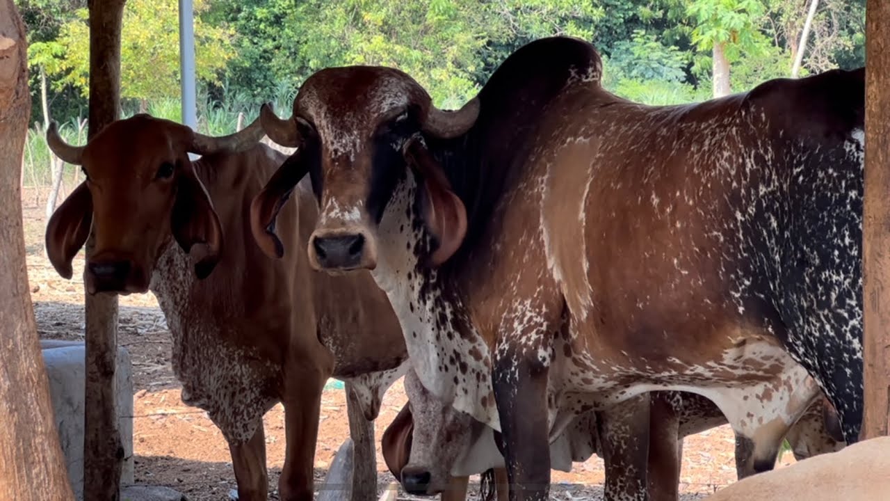 Llegamos a traer el toro Gyr que compramos - YouTube