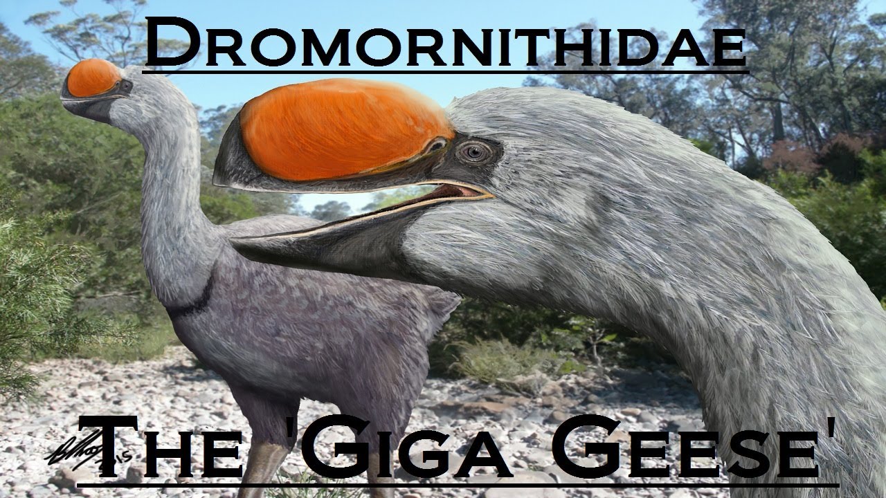 Prehistoric Breakdown: Dromornis (Demon Ducks Part 1) - YouTube