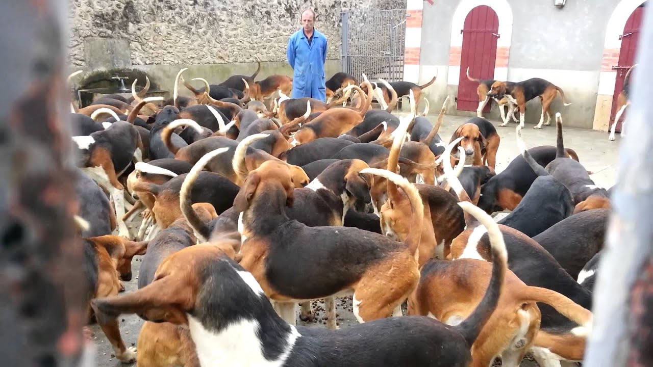 The dogs at Chateau Cheverny - YouTube