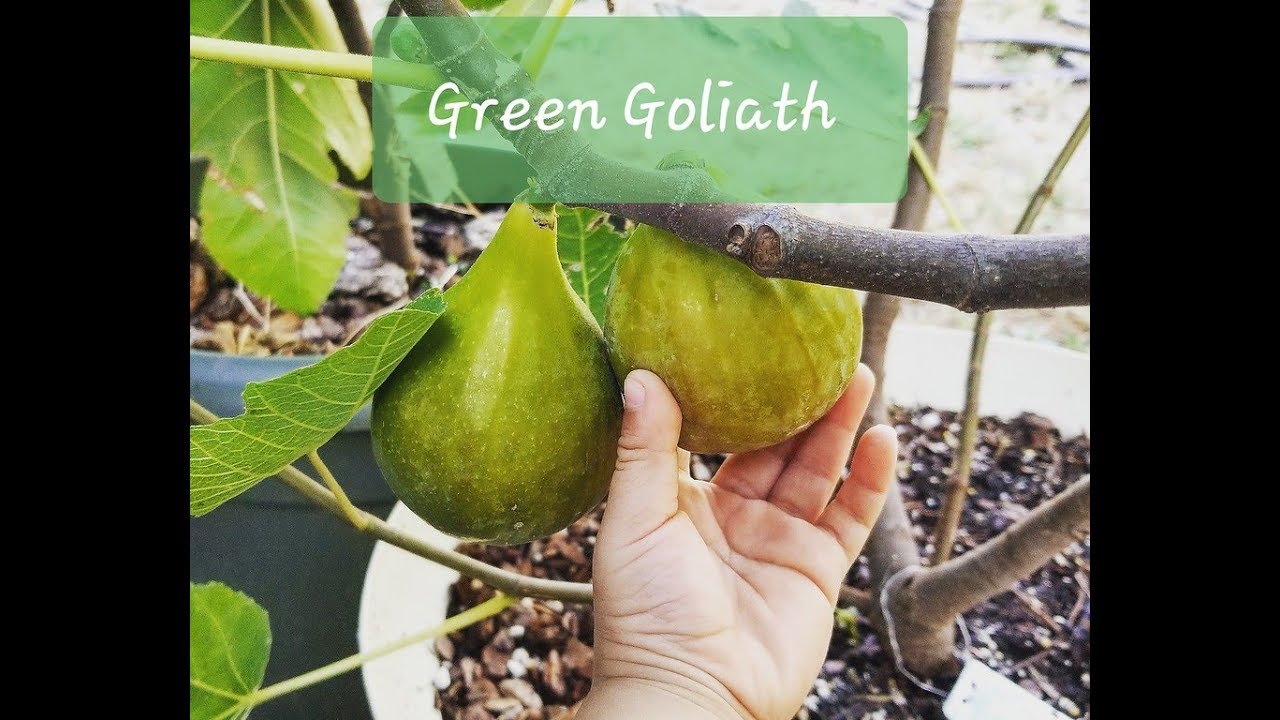 Tasting the Green Goliath fig 2018 - YouTube