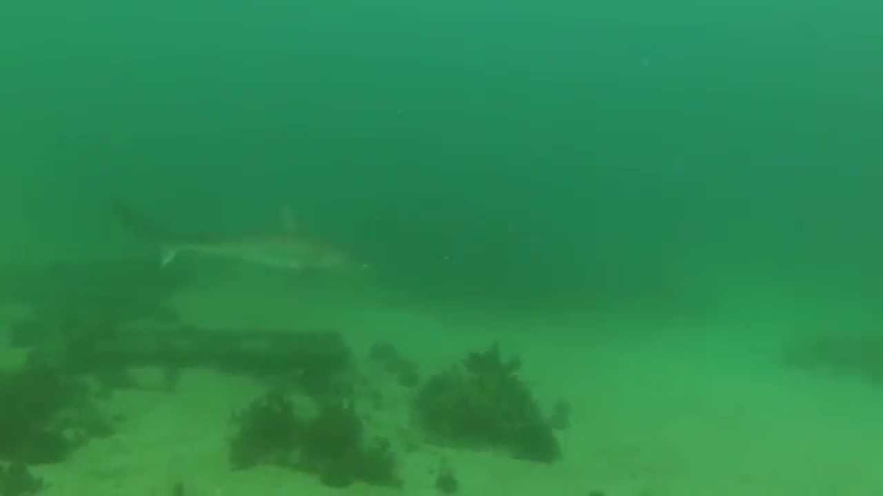 Dusky Whaler Sharks at Shelly Beach NSW May 18th 2014 - YouTube