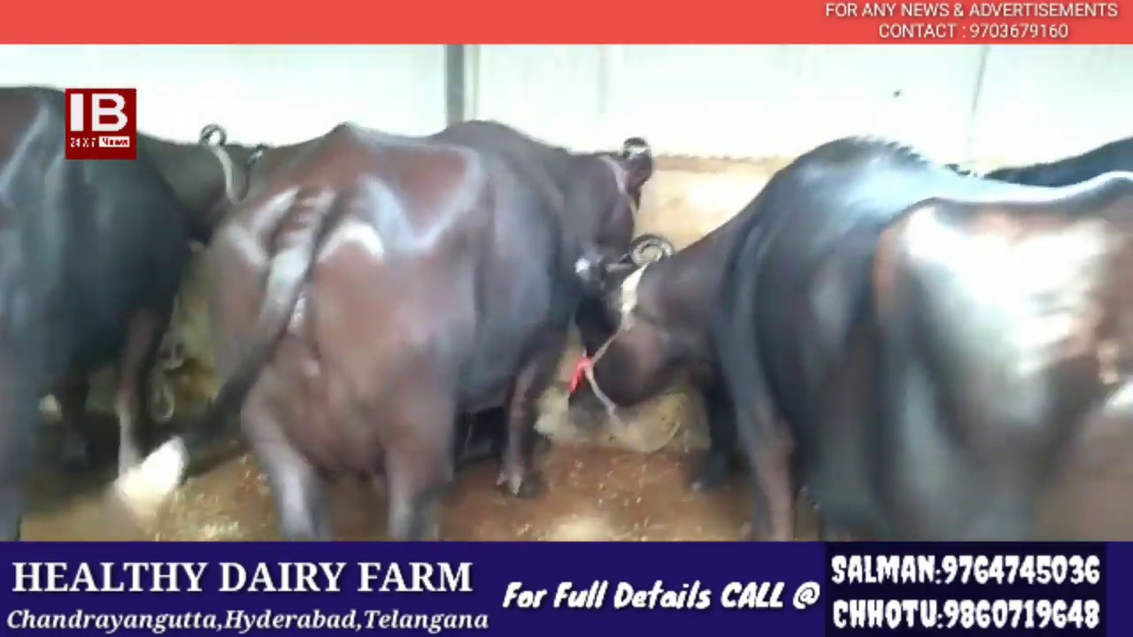 BUFFALOES & DESI COWS ON SALE AT WHOLESALE RATE| HEALTHY DAIRY FARM ...
