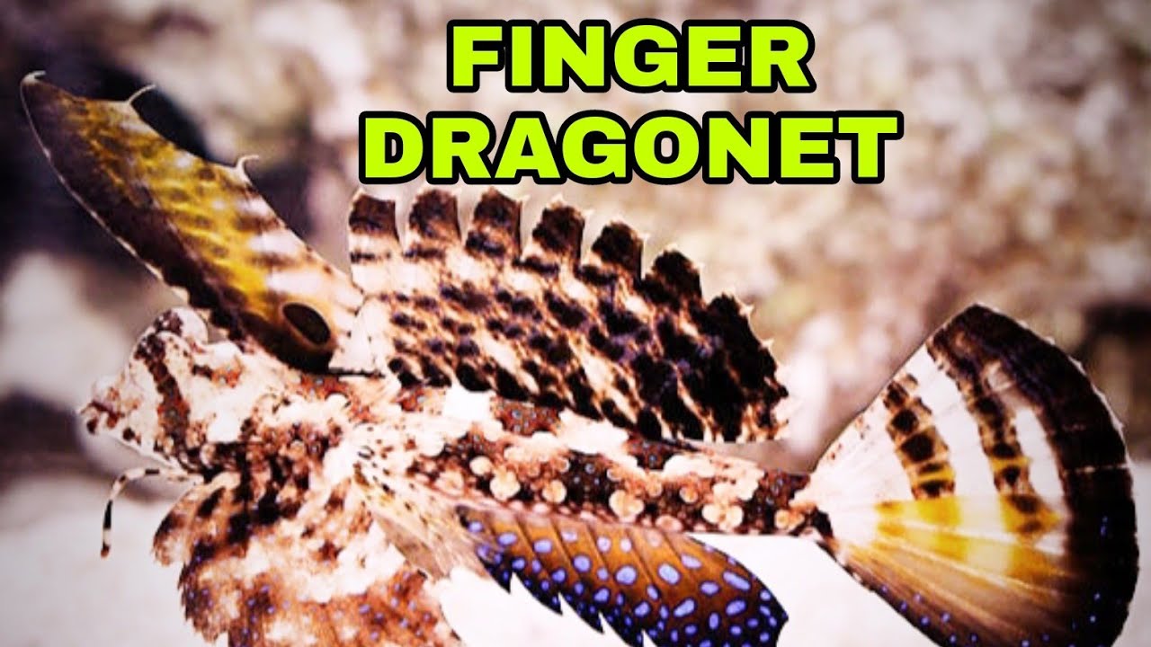 Fish that has feet [ FINGER DRAGONET ] It has capability to swim and ...