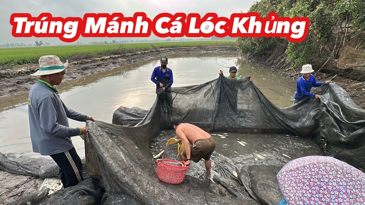 Tát Ao Bắt Toàn Cá Lóc Khủng • Fishing | Bông Lúa Đồng Tháp - YouTube