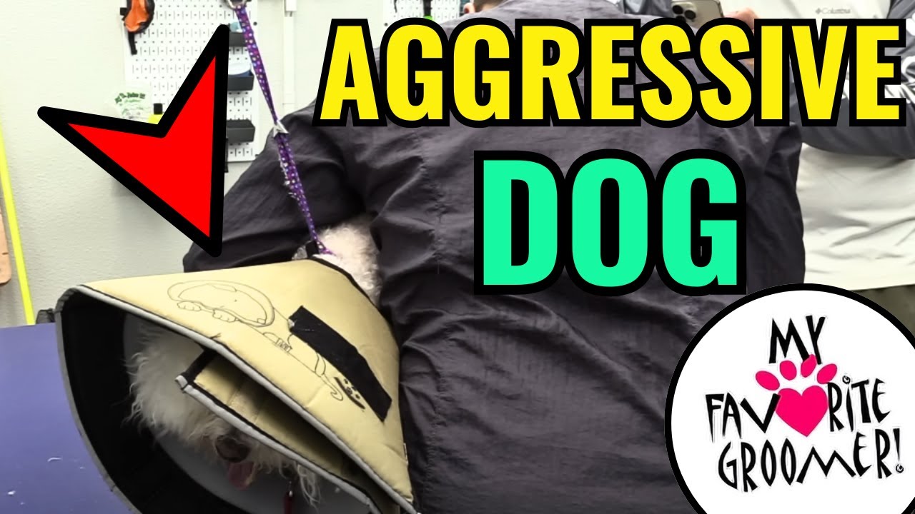 Unseen Footage David Helps Groom Aggressive Dog with Dede/ 19 Jul 2023 ...