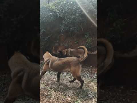 Belçika Kurdu Malinois Belgian Malinois yine saldırdılar bunlar çok vahşi kurtlar