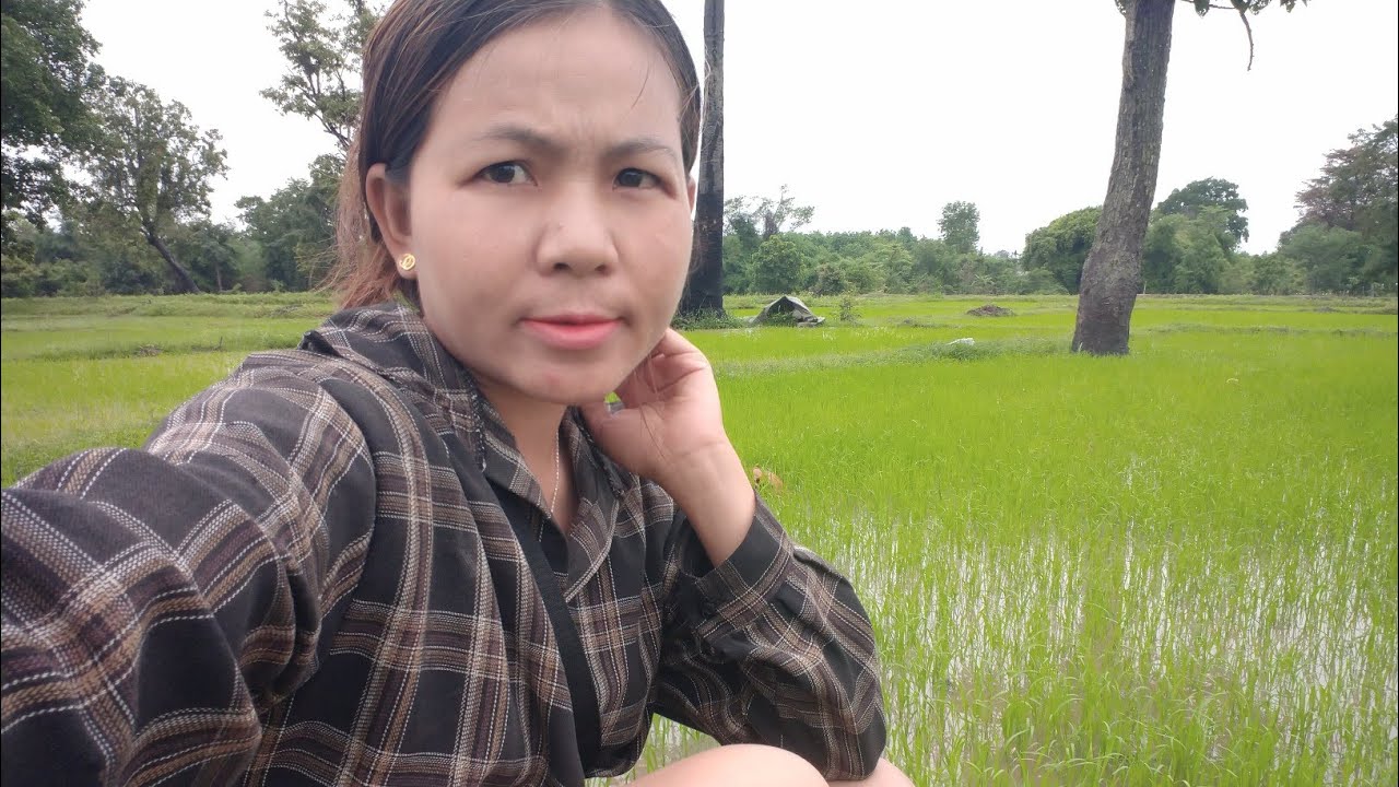 พายุเข้าปะเทดลาวฝนตกทังวันทั้งคืน🌦️หาเลาะทุ่งนาเก็บหอยโข่ง-หอยนา - YouTube