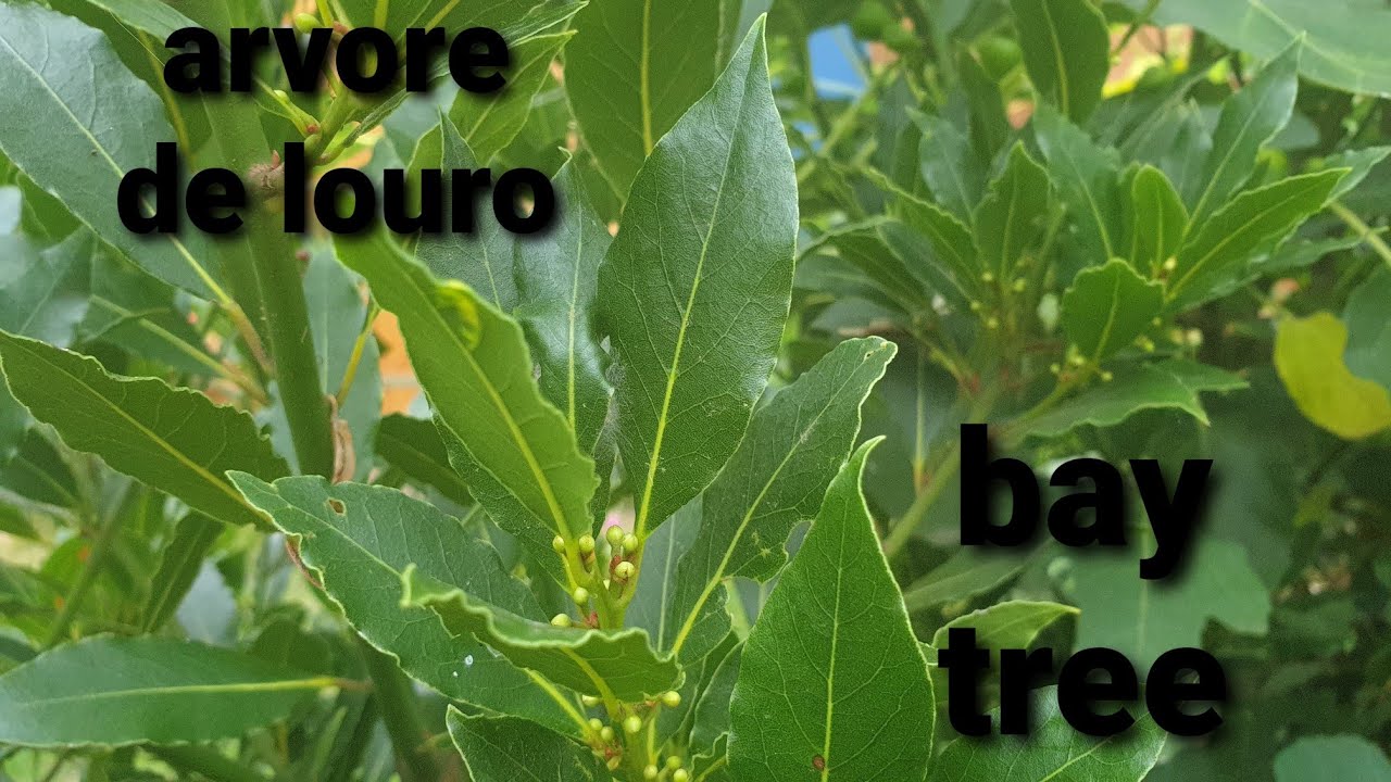 Minha árvore de louro 🌳/ My bay tree 🌳 - YouTube