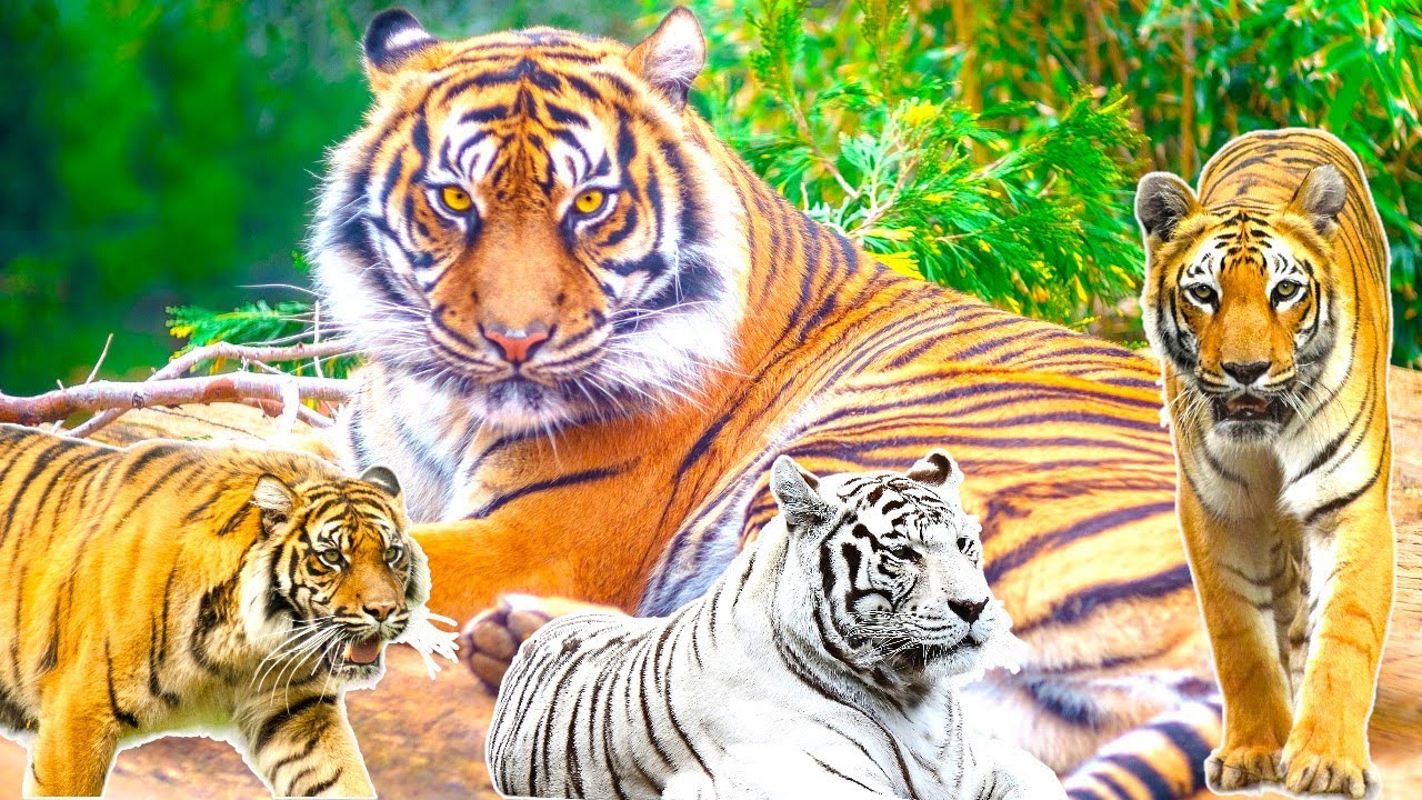 The Life of Tigers in the Wild - YouTube