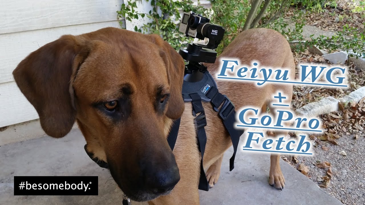 Dog Agility Gimbal Stabilized Video: GoPro Fetch Feiyu WG - YouTube