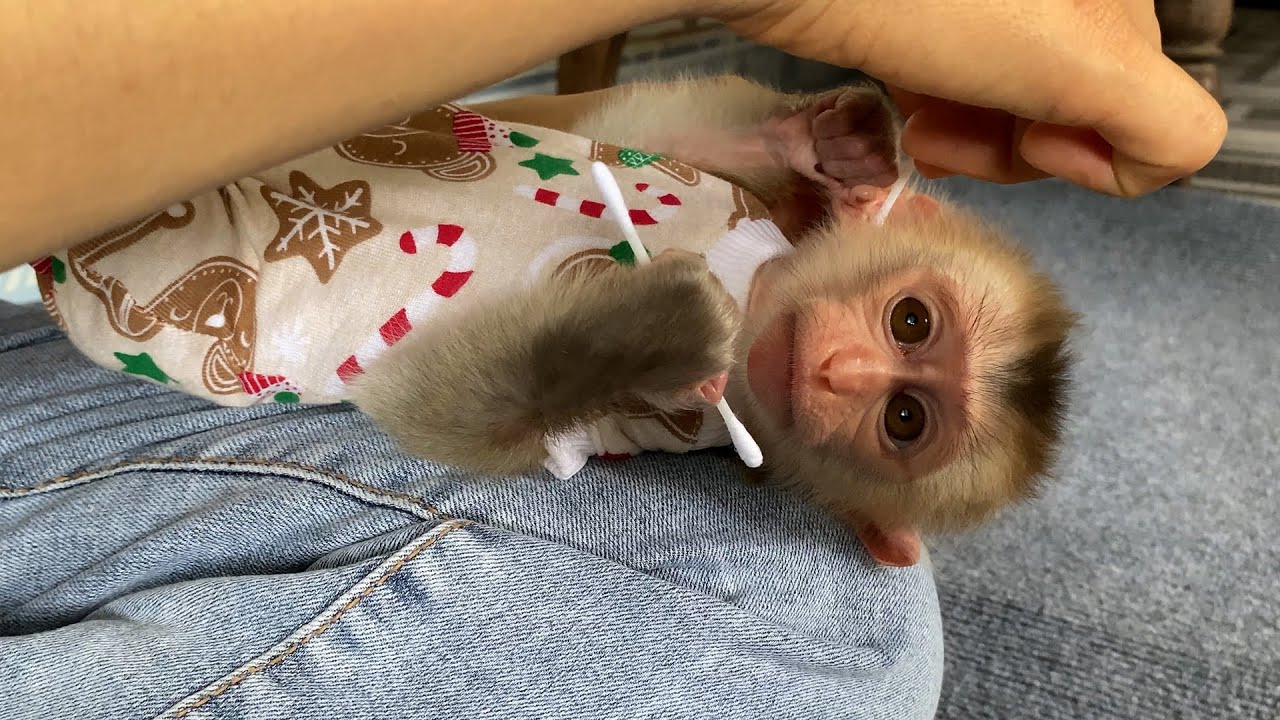 Monkey Zim relaxes when his mother picks her ear | Monkey Zim - YouTube