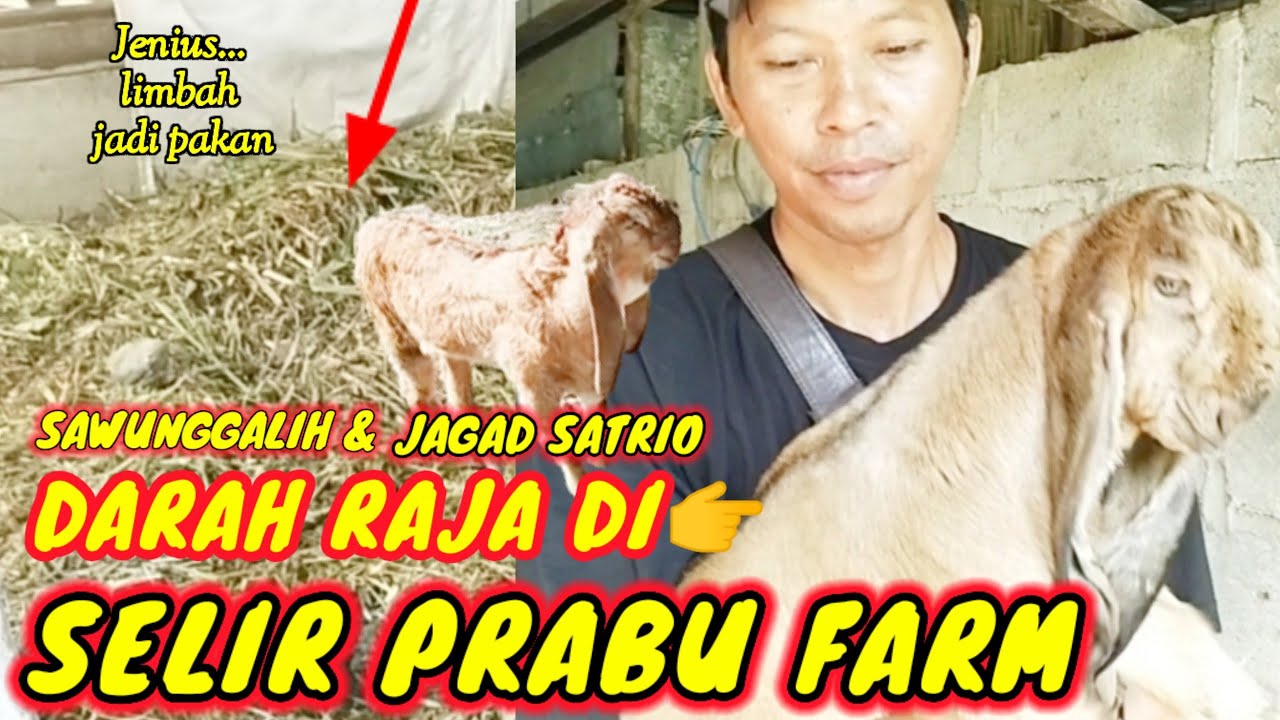 UPDATE TERBARU HARGA KAMBING HARI INI DI SELIR PRABU FARM - YouTube