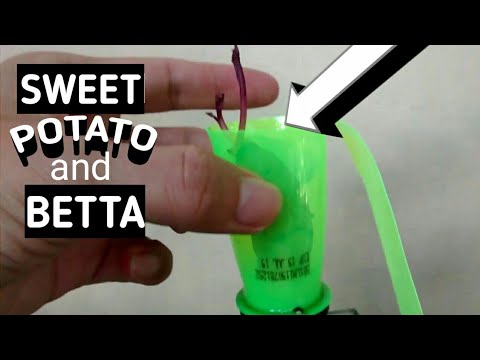 Sweet Potato Betta Tank Setup- Nano Aquarium, No Filter, No CO2, No ...