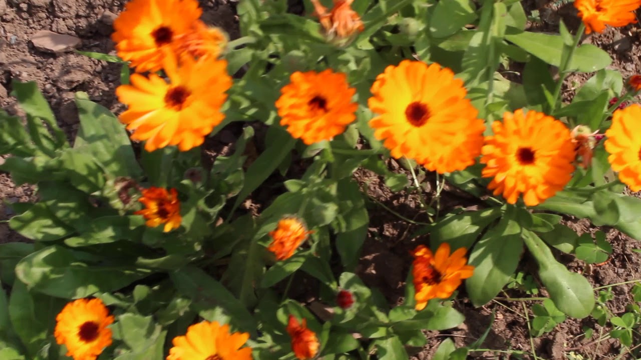 Calendula Dwarf | BloomyBliss Flower Farm In India - YouTube