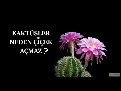 KAKTÜSLER NEDEN ÇİÇEK AÇMAZ?