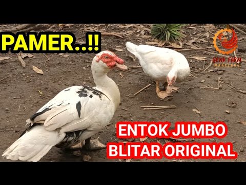 ENTOK JUMBO BLITAR ORIINAL - YouTube