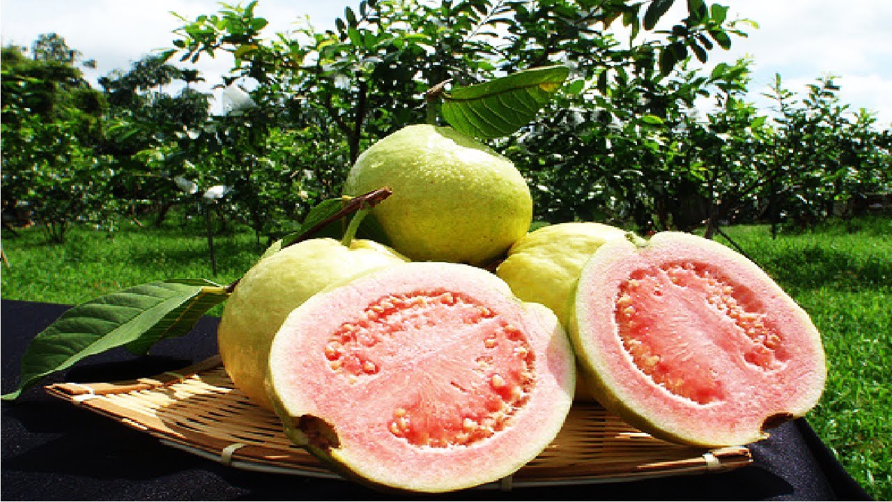 Organic Guava Cultivation Technology - Guava Farming And Harvest - YouTube