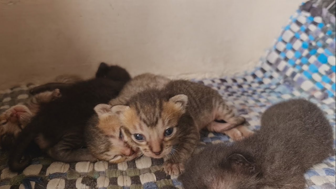 Newborn Kittens on My Doorstep Went Missing - YouTube