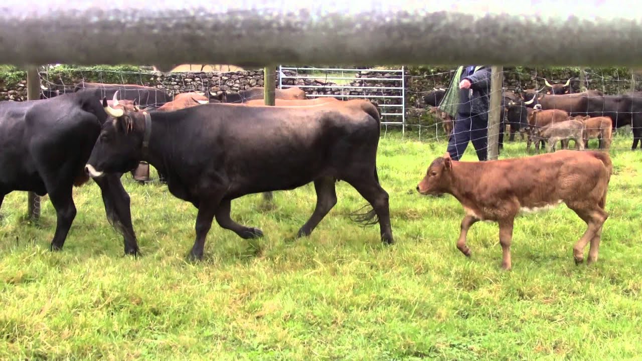 vacas y terneros de la raza monchina ( 00013 ) - YouTube