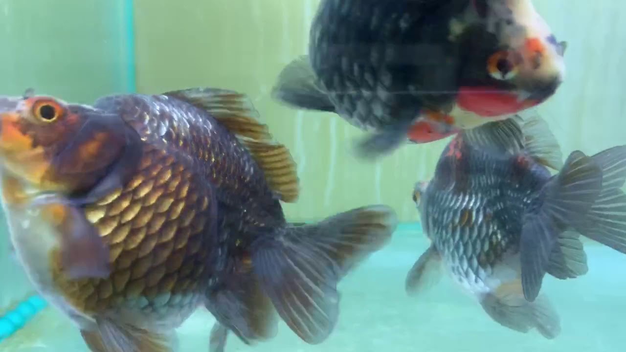 Ryukin big size top quality - YouTube