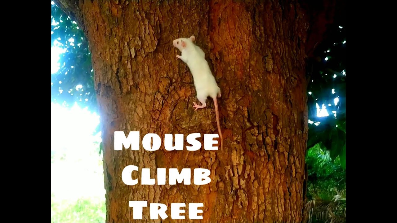 Mouse Climb Tree - YouTube