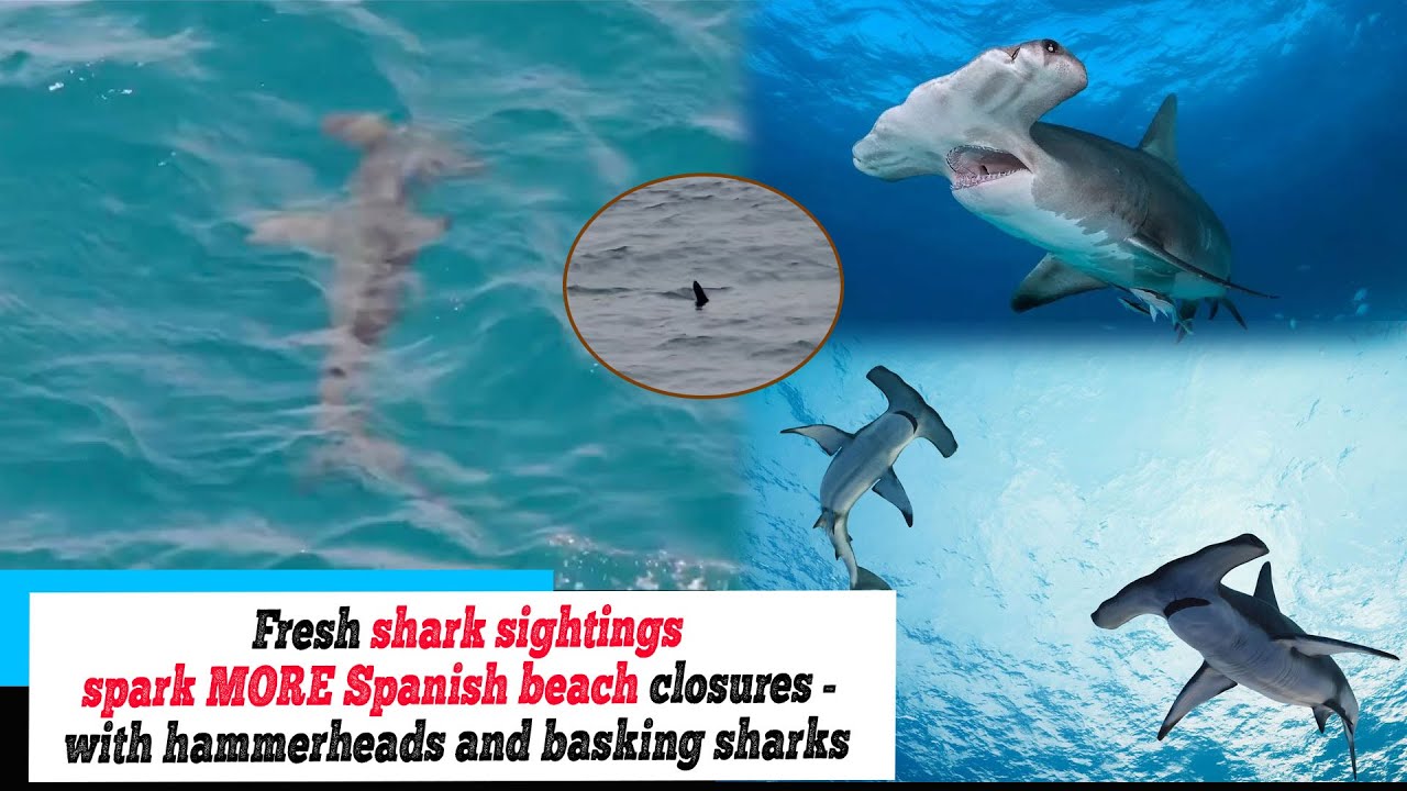 News: Fresh shark sightings spark MORE Spanish beach closures - with ...