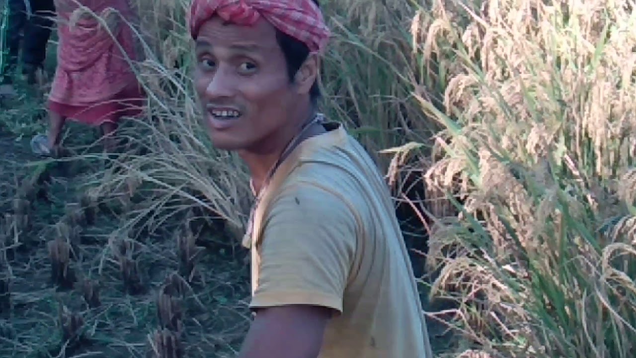 Jamuna dhan hybrid,satya Roy live learning - YouTube