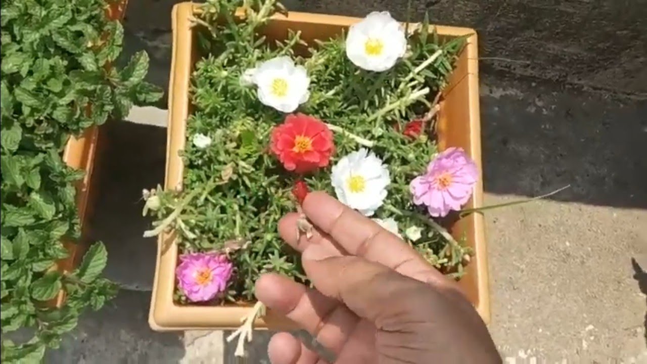 ମୁଁ କେମିତି ଲଗେଇଛି ସହଜ ରେ । ଆପଣ ବି ଲଗେଇପାରିବେ । how i grow this flower ...