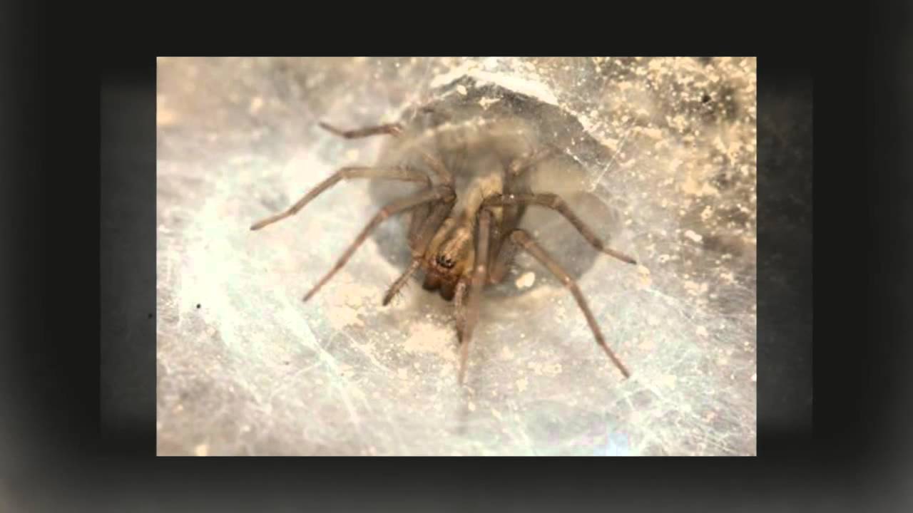 Spiders - For Kids - Amazing Animal Books For Young Readers - YouTube