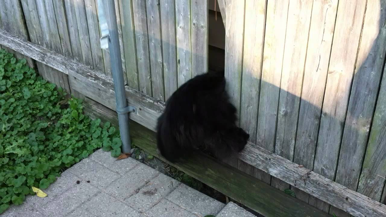 cat stuck in fence - YouTube