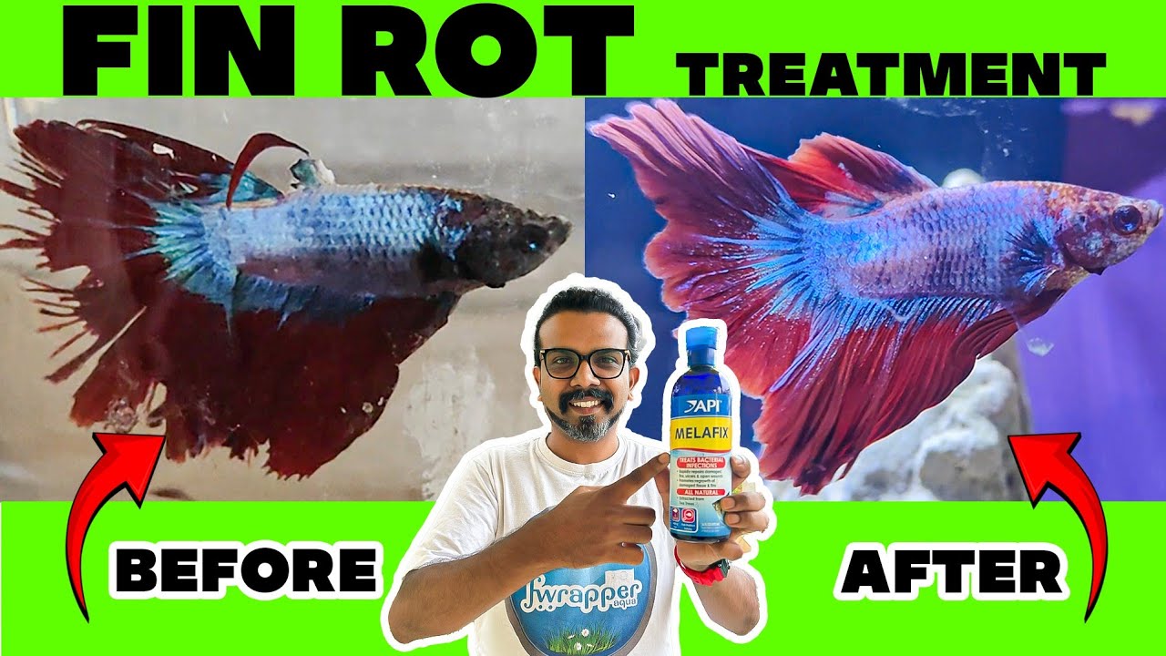 Fin Rot Treatment for Fishes || API Melafix - YouTube