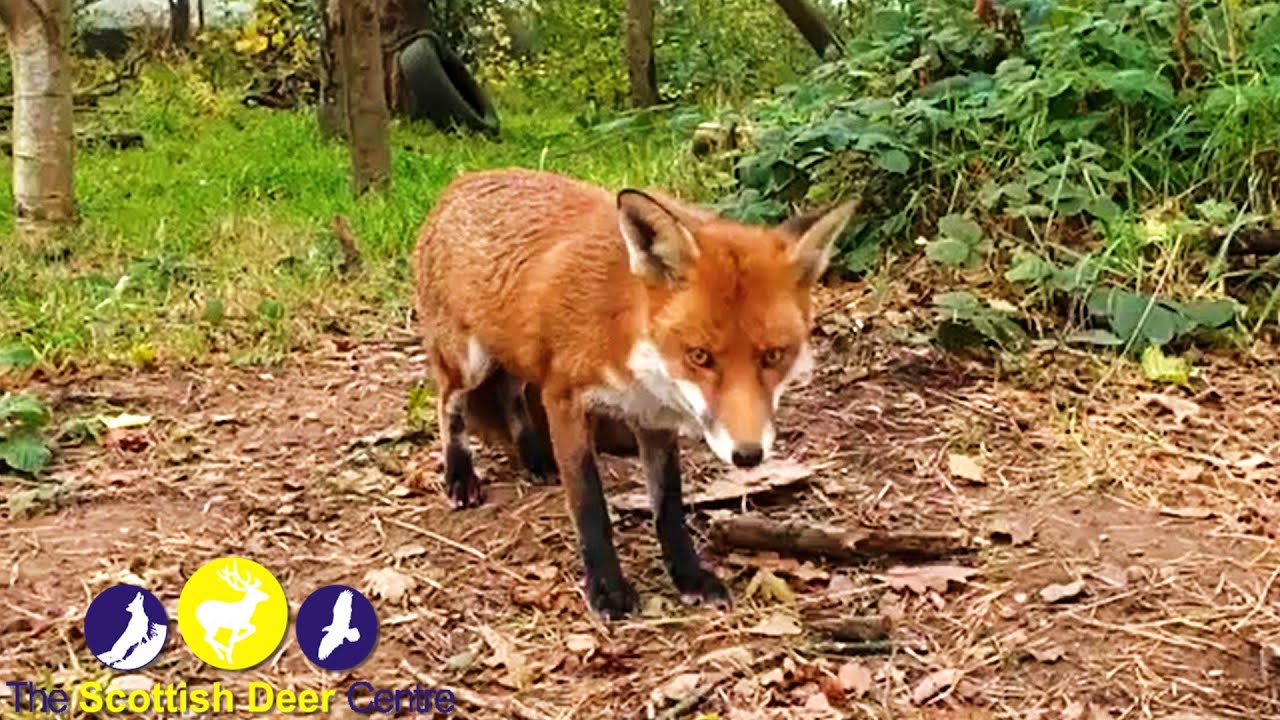 Red Fox Roxy Enjoying Her Berry Breakfast! - The Scottish Deer Centre ...