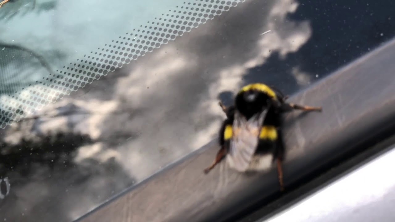 Suomen Luonto - Finnish Nature - Bumble-Bee - Kimalainen .2018 - YouTube