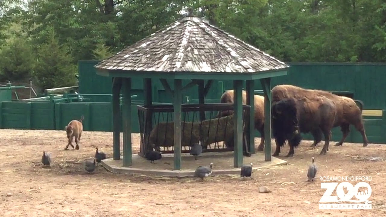 2019 Baby Bison Playing - YouTube