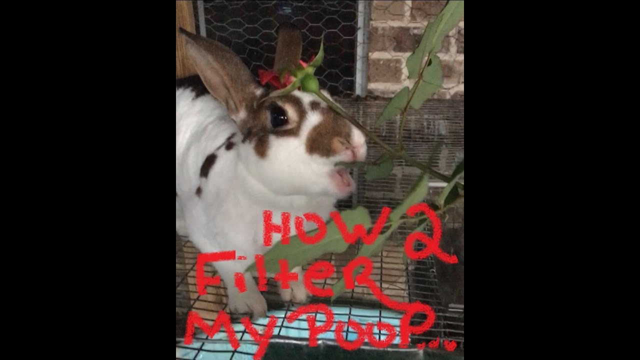 HOW TO FILTER RABBIT POOP - YouTube