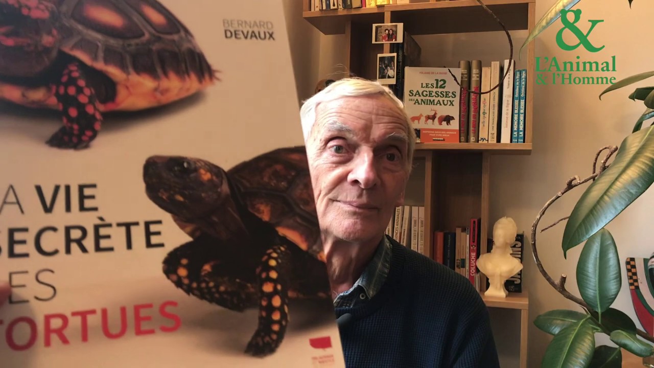 Interview 3 de Bernard Devaux : Les secrets des tortues - YouTube