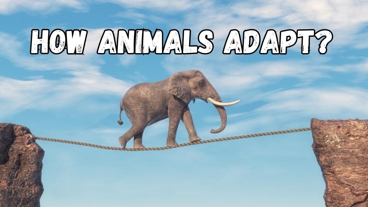 How Animals Adapt to Extreme Environments ? Survival of the Fittest ...