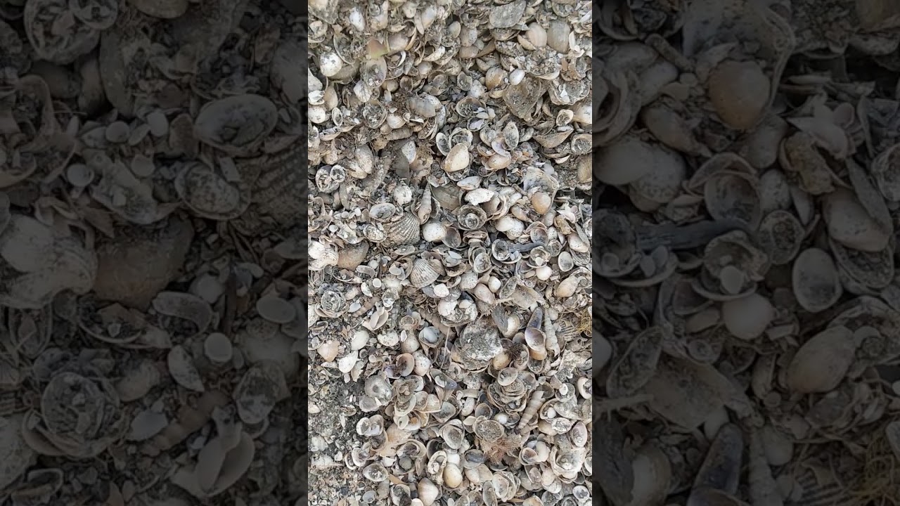 Building foundation shell lime supplier. Shell lime powder Deler - YouTube