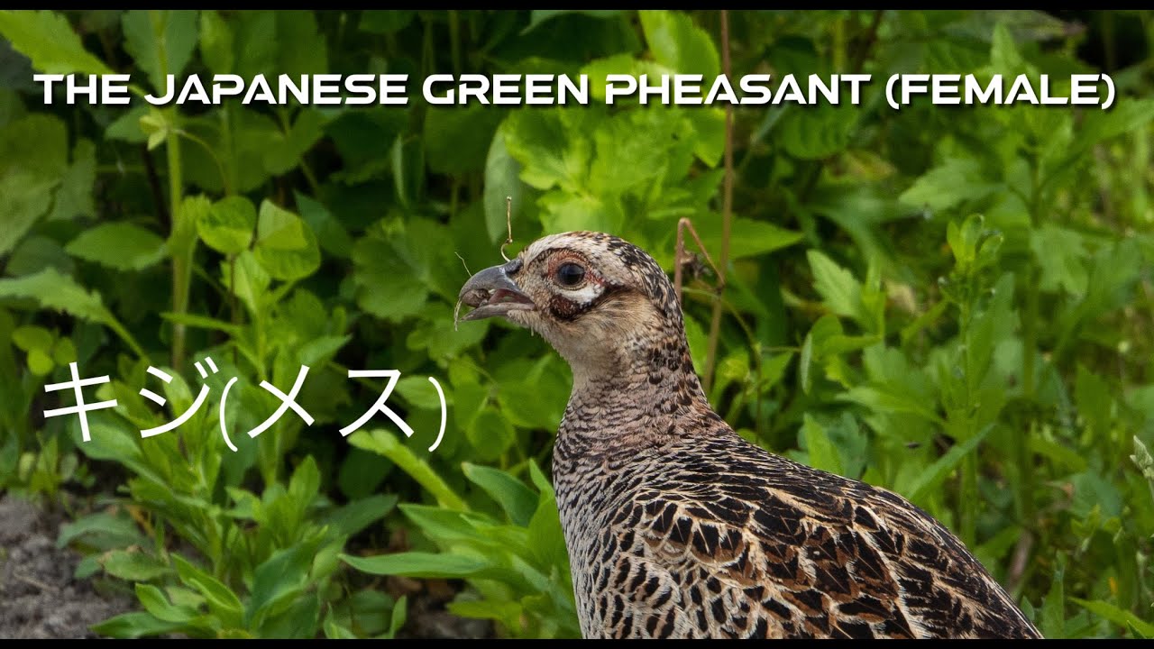 Birds Of Japan:The Japanese Green Pheasant (Female) In Natural Habitat ...