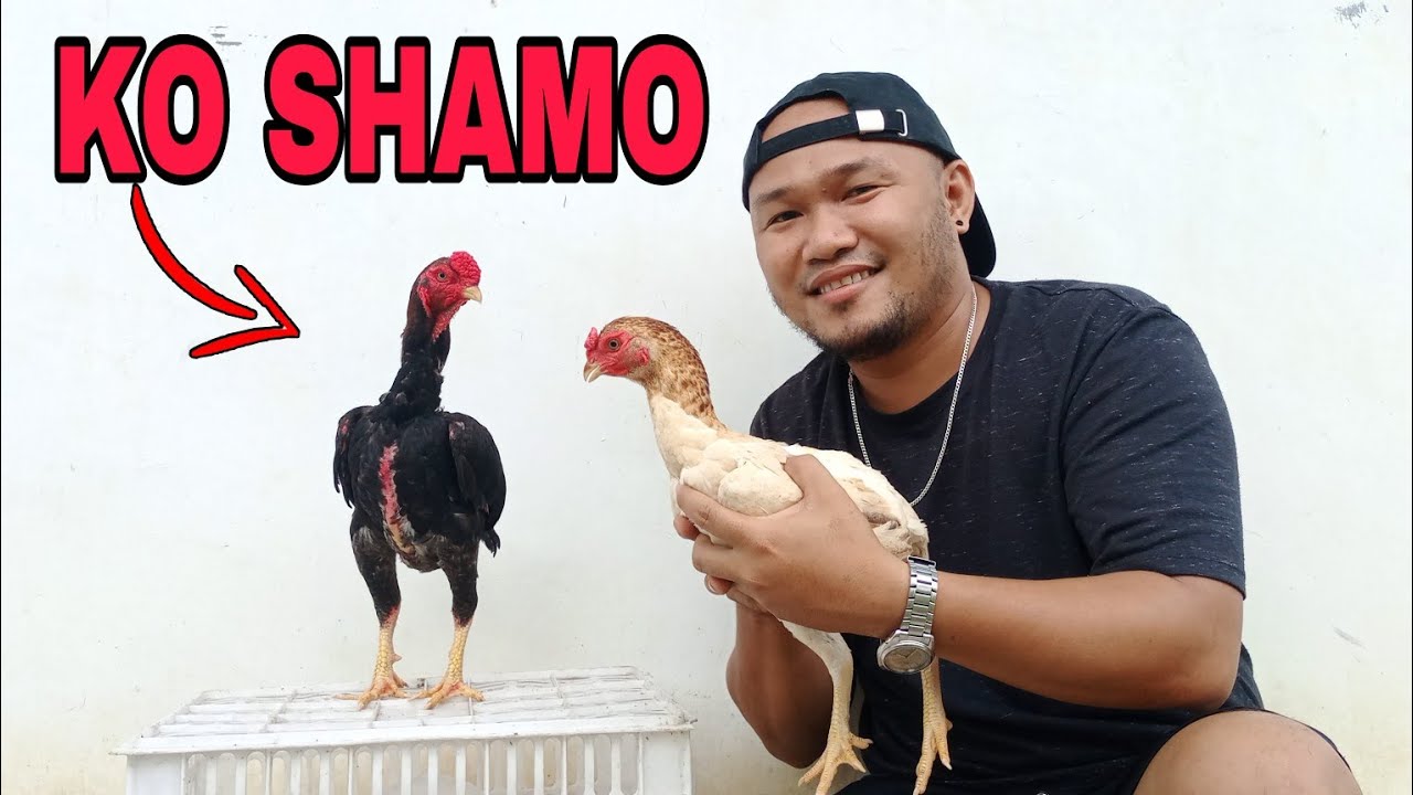 JAPANESE KO SHAMO | SHOW TYPE HYBREEDS - YouTube