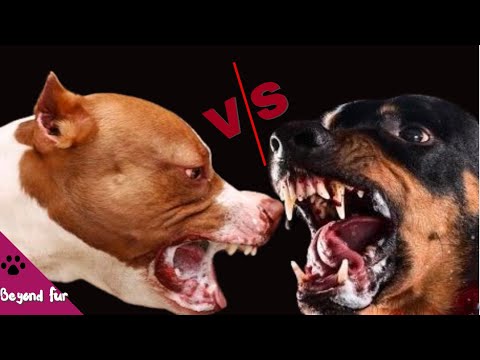 Rottweiler vs American Pitbull Terrier-Fight Comparison - YouTube