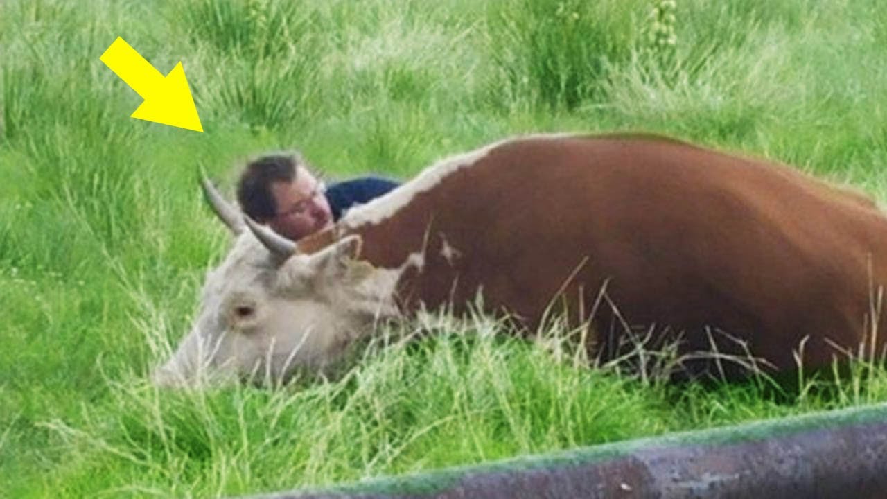 When He Saw What Was Lying Beside This Collapsed Cow He Simply Couldn’t ...