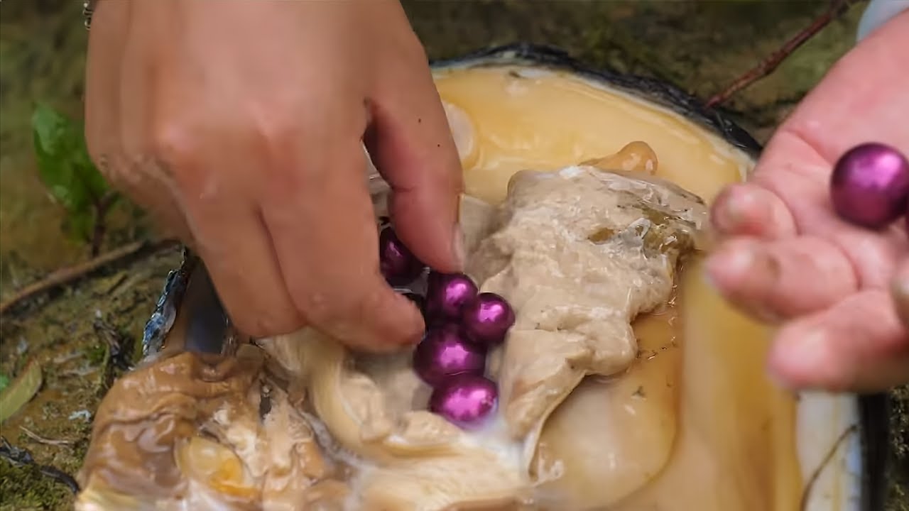 How Pearls Are Harvested | How Pearls Form Inside An Oyster - YouTube