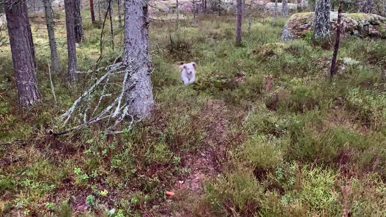 12weeks CARLOS (Spice Twice Knokkel Pukkel Man)& MILA (Spice Twice De ...