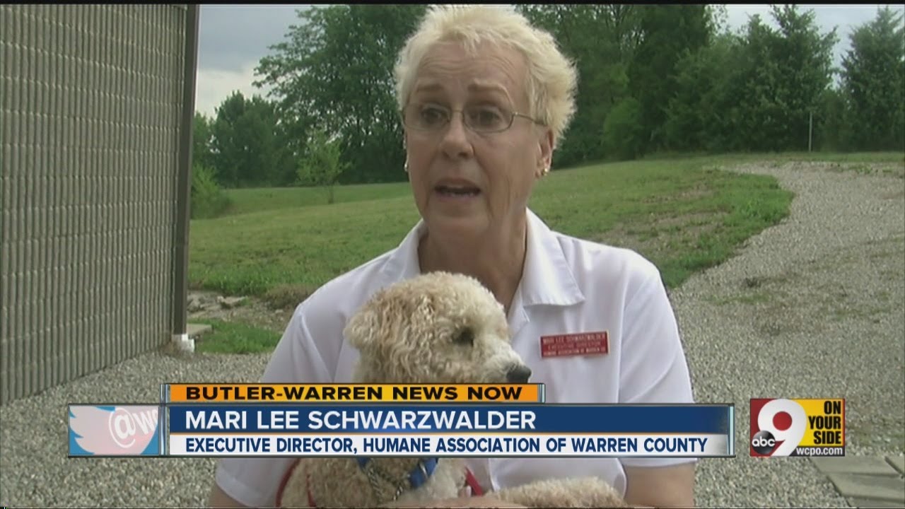 Fireworks scare pets - YouTube