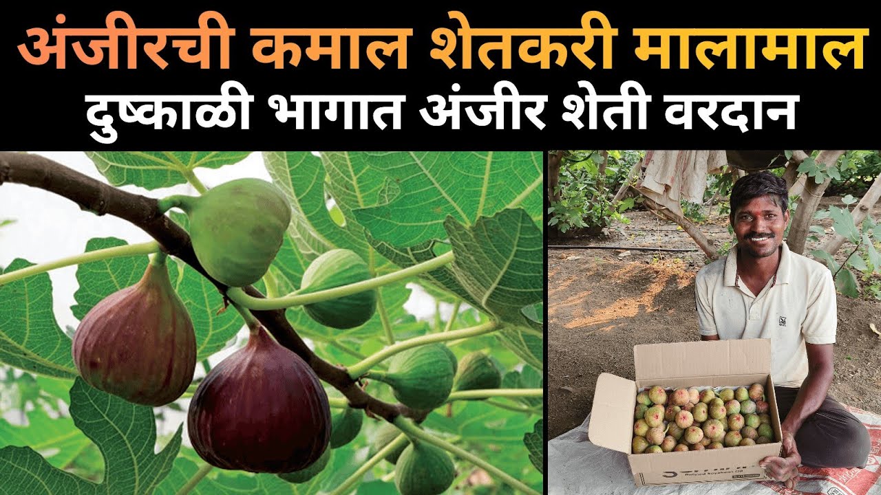 लाखोंची शेती | Anjeer Sheti | Fig Farming | Big Income farming | अंजीर ...