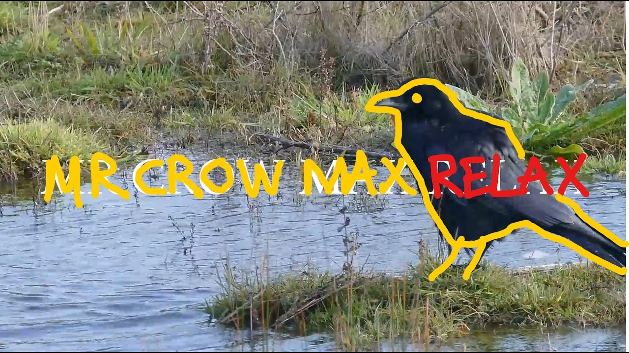 Soothing and Relaxing Backyard Crow Sounds - Meditation - YouTube