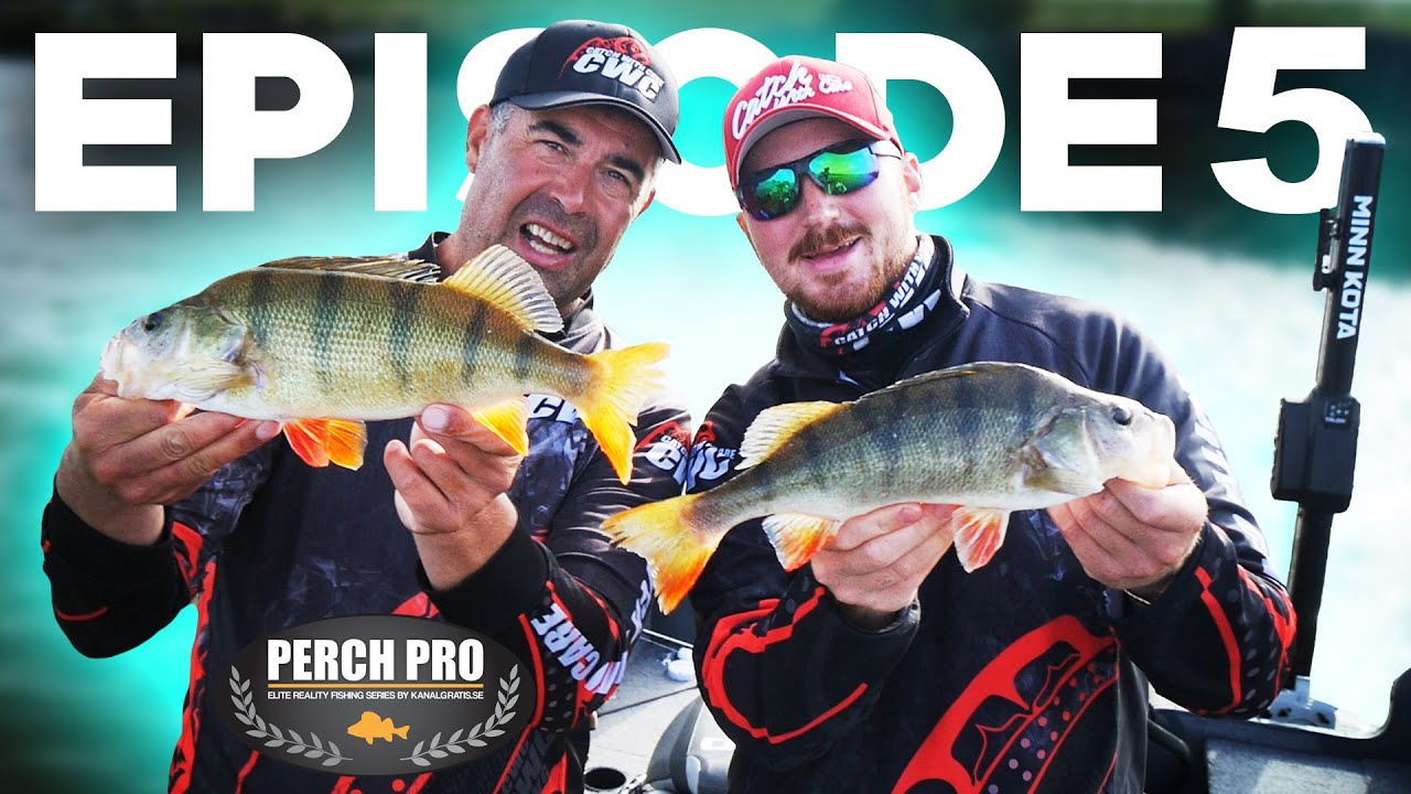 PERCH PRO 6 - Episode 5 - YouTube