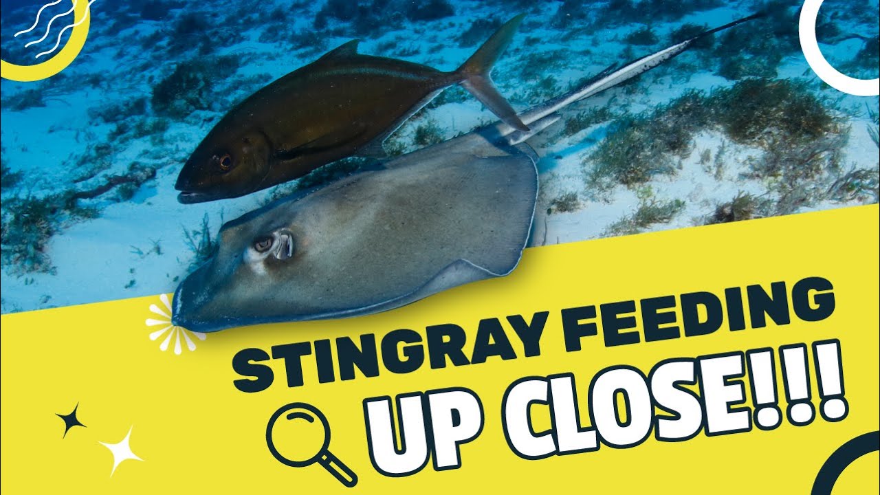 STINGRAY FEEDING UP CLOSE! 🔍 - YouTube