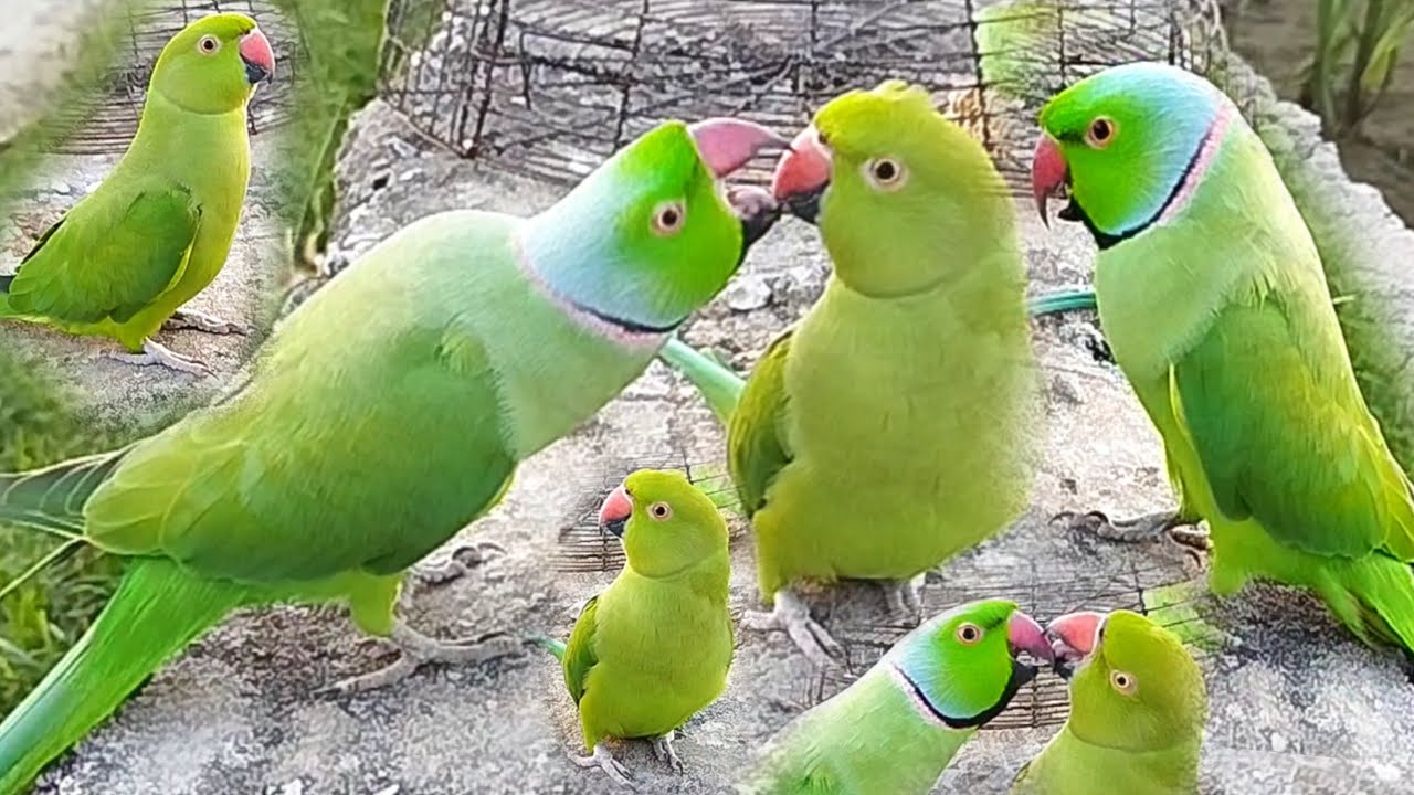 The Parrot Jora Masti Talking Parrot @Fantasticparrot - YouTube
